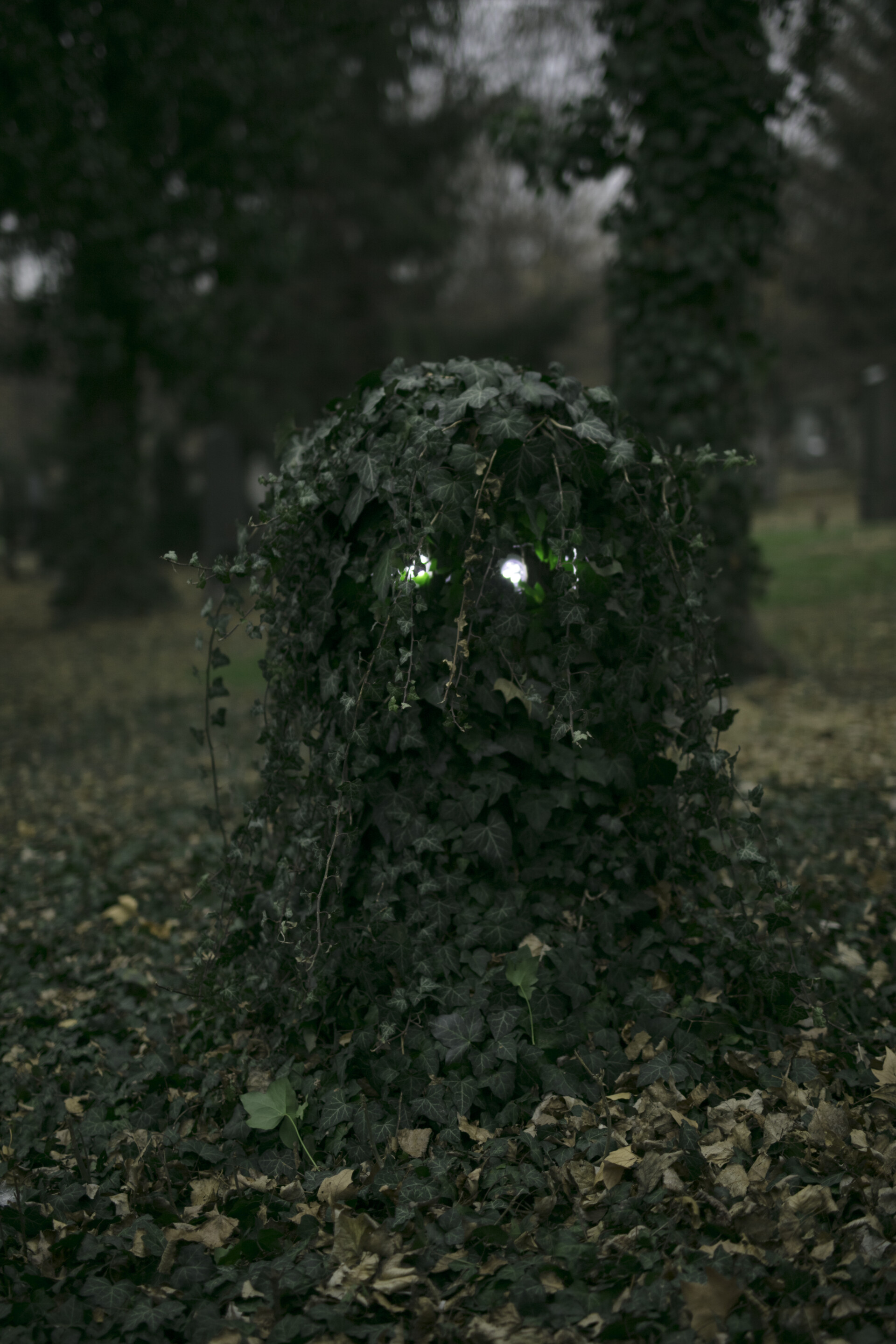 Teres Bartůňková — Ivy guards